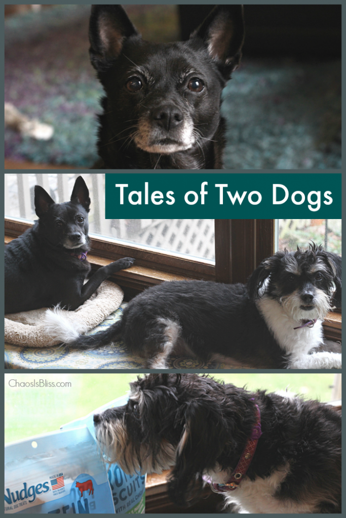 Tales of Two Dogs